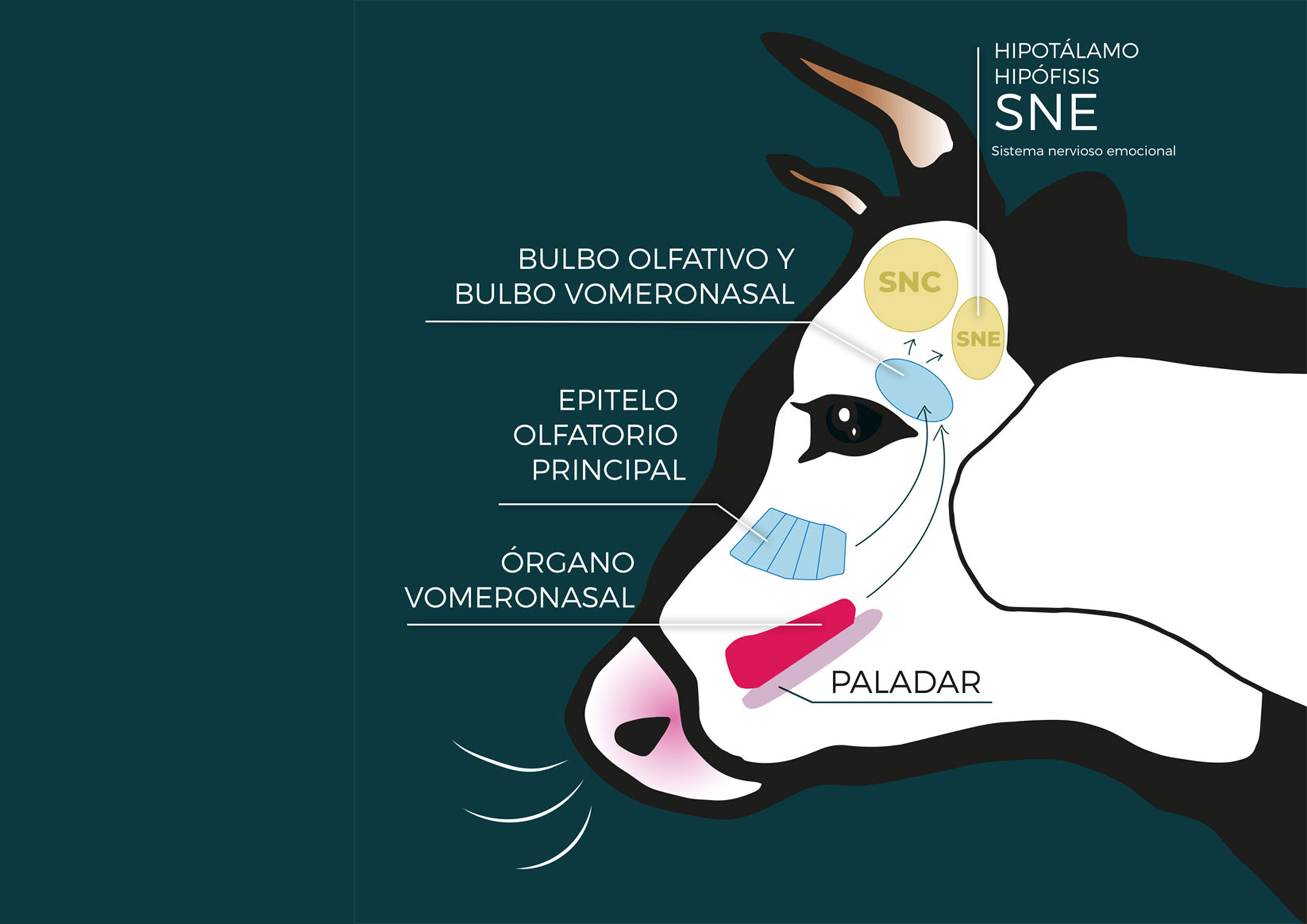 ¿Qué son las feromonas apaciguantes y para qué se usan en el manejo de ...